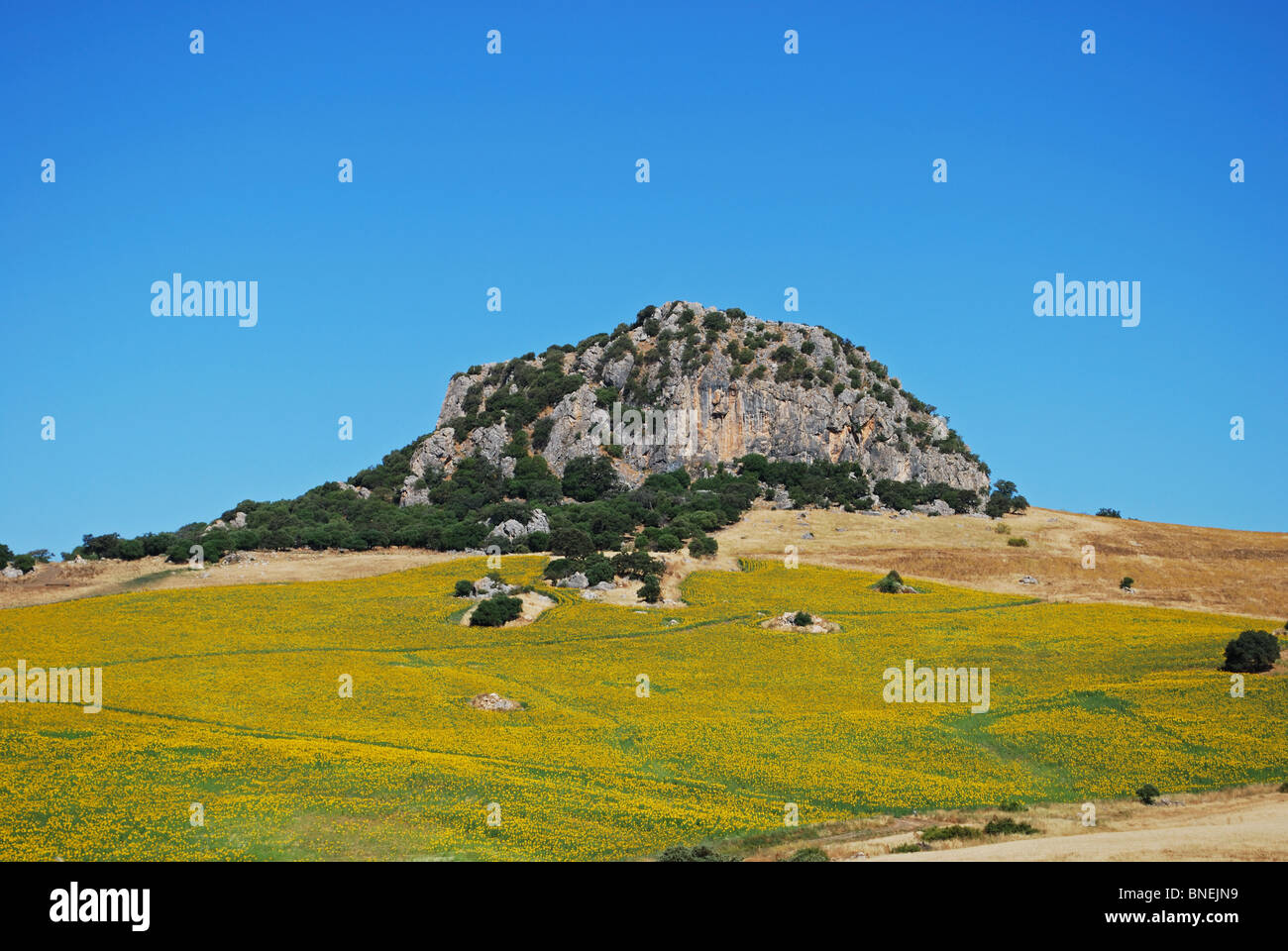 Sunflower field, Near Almargen, Malaga Province, Andalucia, Spain ...