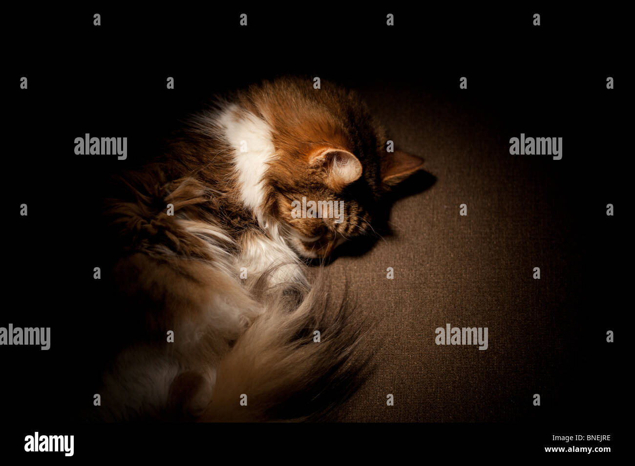 Cat sleeping in spotlight Stock Photo - Alamy