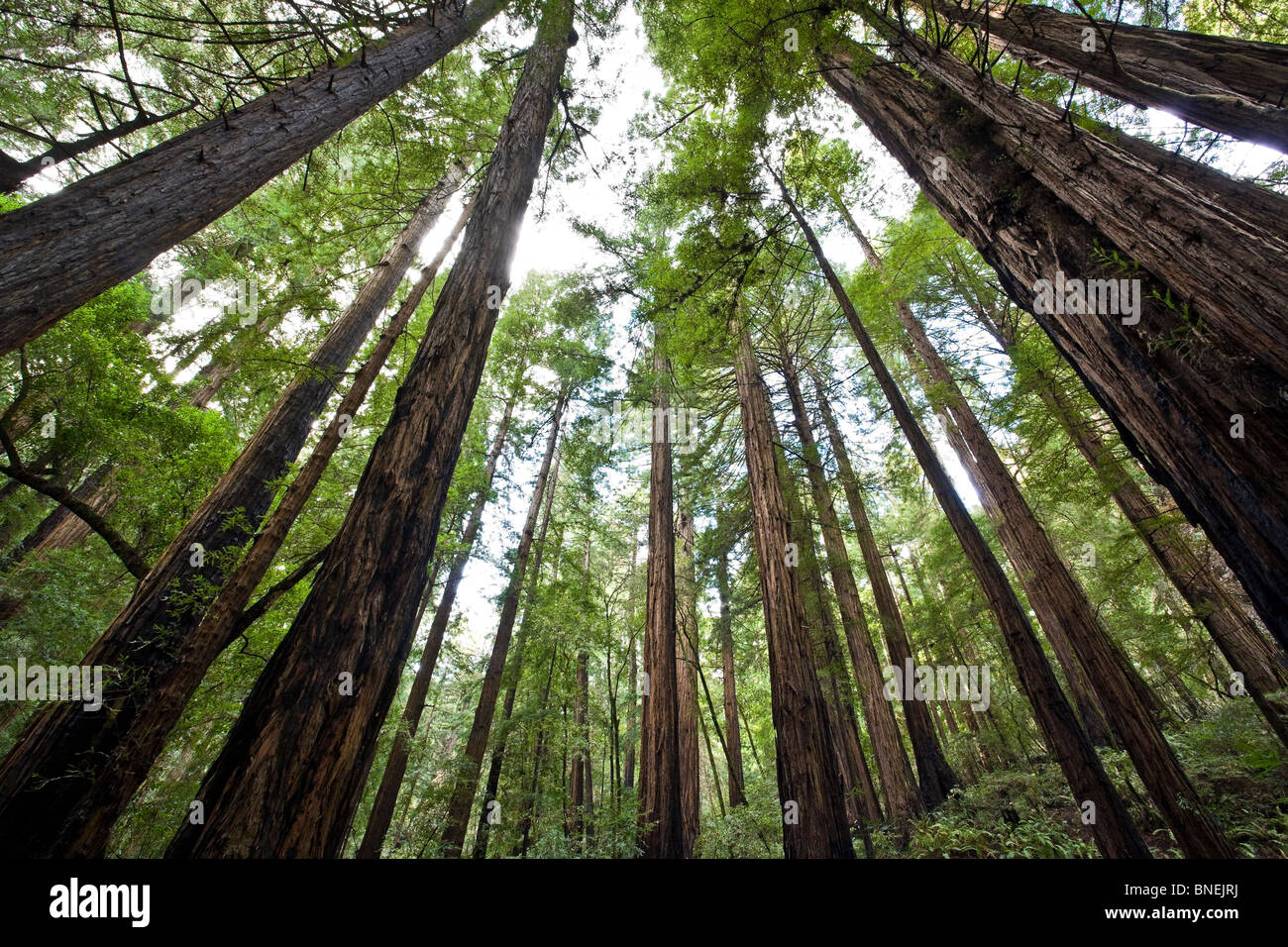 Muir Woods National Monument Stock Photo - Alamy