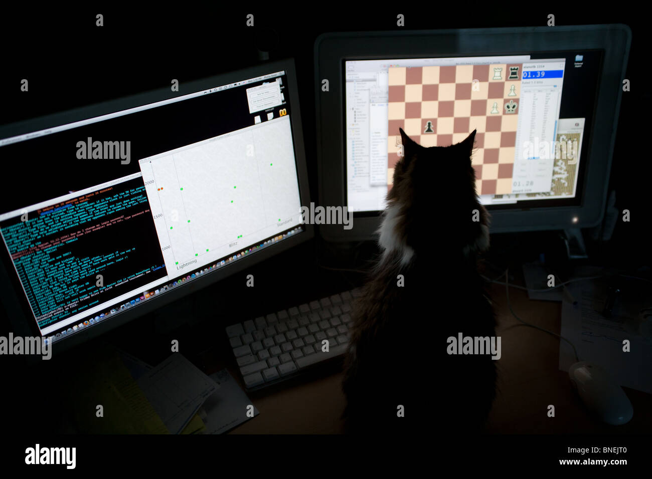 Cat playing chess at computer Stock Photo - Alamy