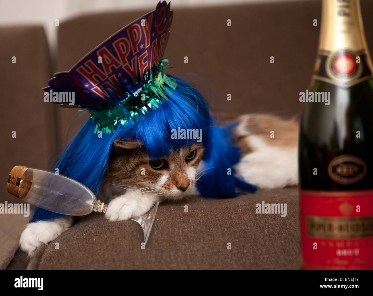 Cat wearing party hat hi-res stock photography and images - Alamy