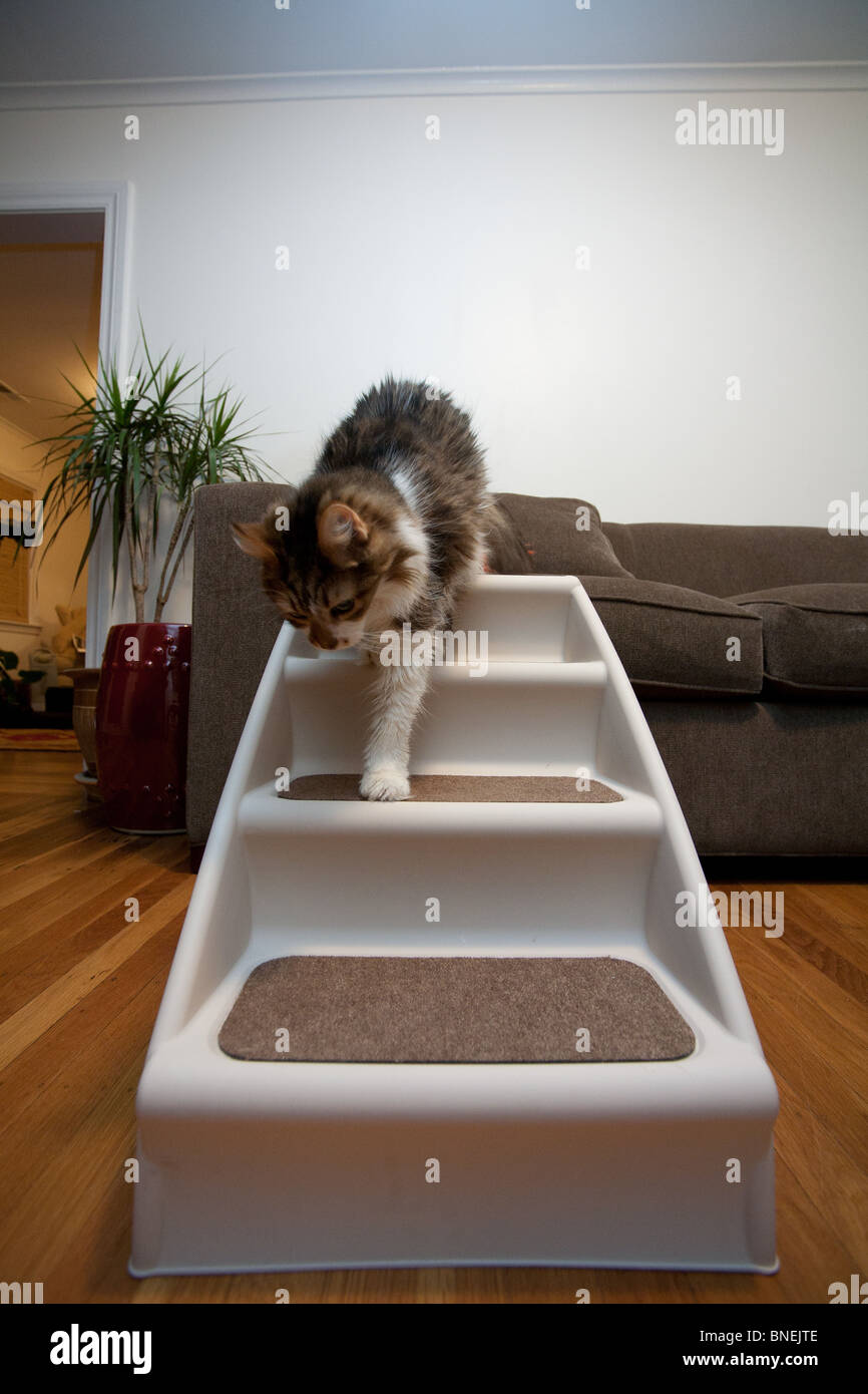 Old cat walking down portable cat stairs Stock Photo - Alamy