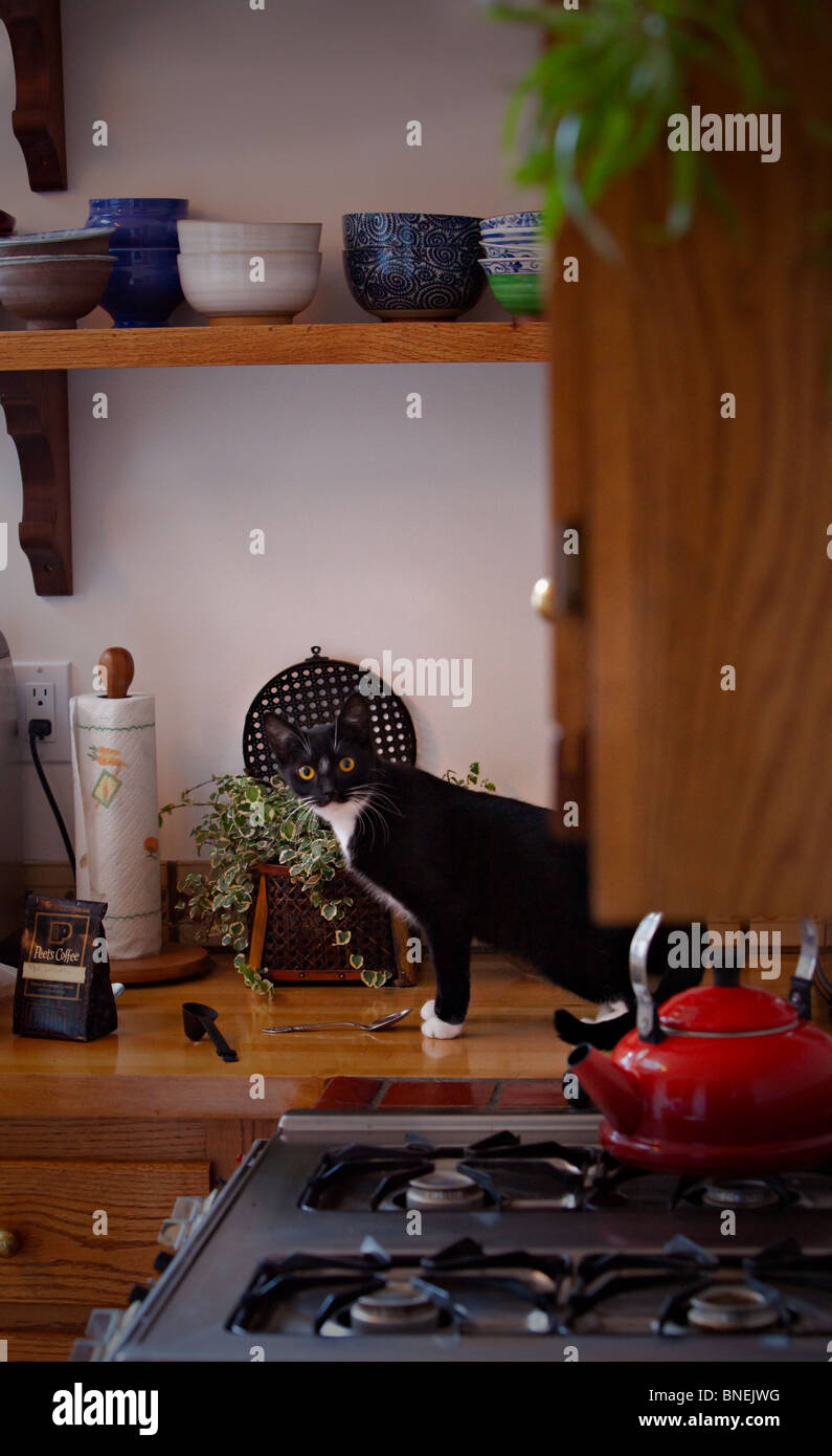 Kitten caught on kitchen counter. Surprised look Stock Photo - Alamy