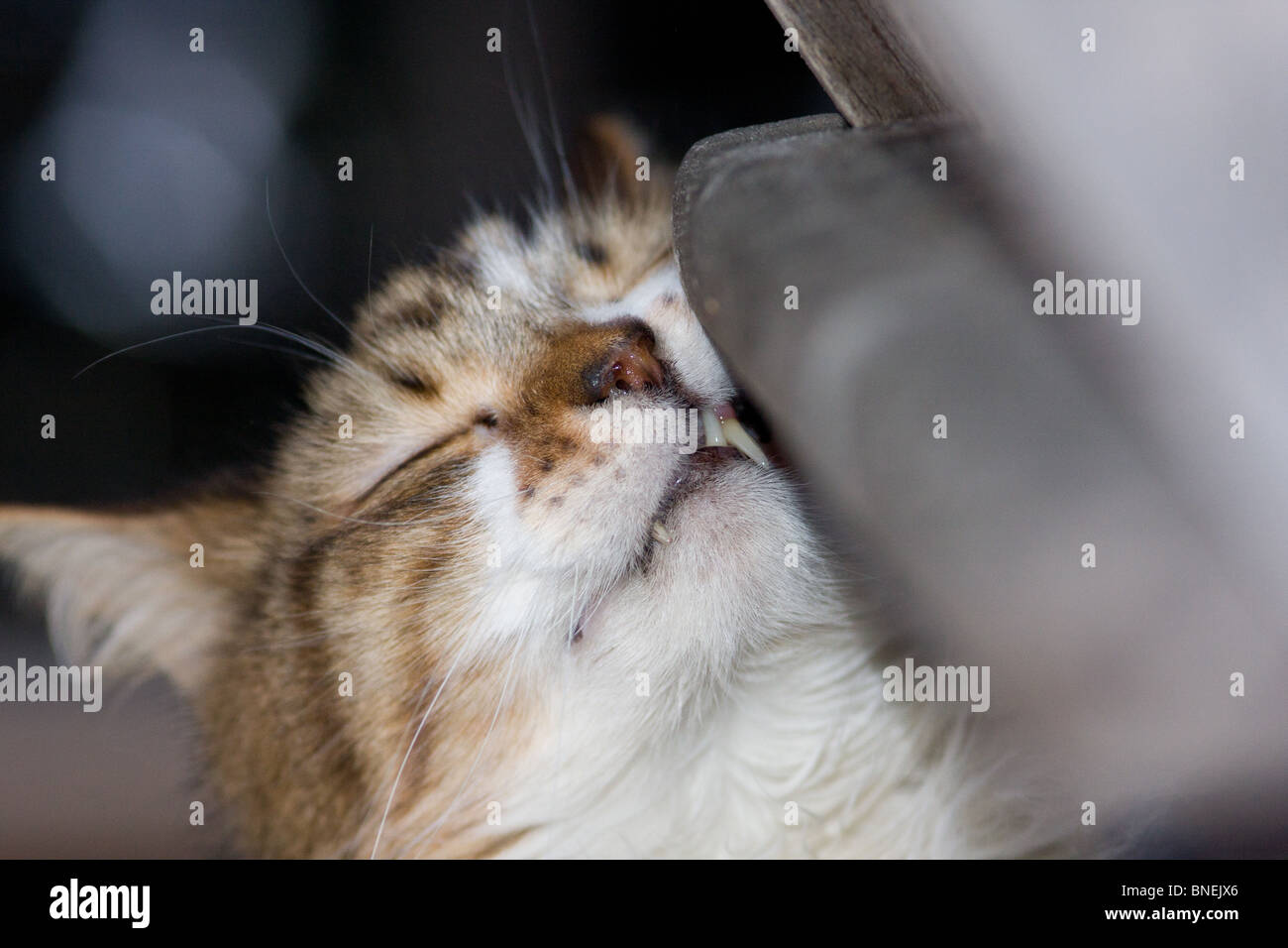 Cats cheek to cheek hi-res stock photography and images - Alamy
