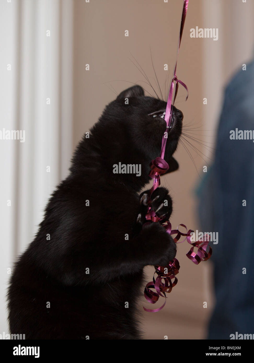 Black cat playing hi-res stock photography and images - Alamy