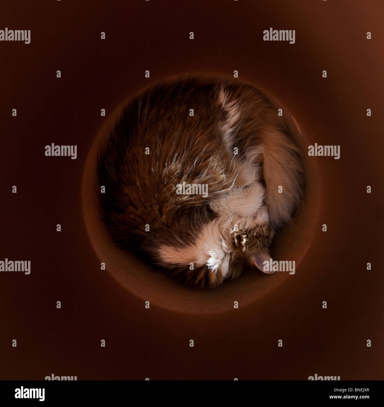 Cat curled up sleeping Stock Photo - Alamy