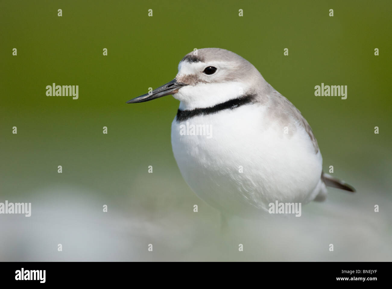 Wrybill Anarhynchus frontalis Stock Photo - Alamy