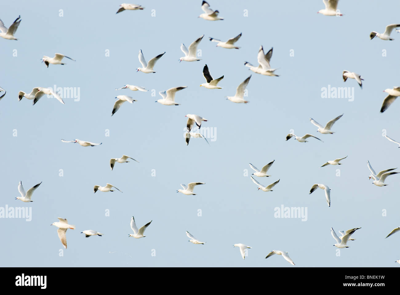 Gulls birds hi-res stock photography and images - Alamy