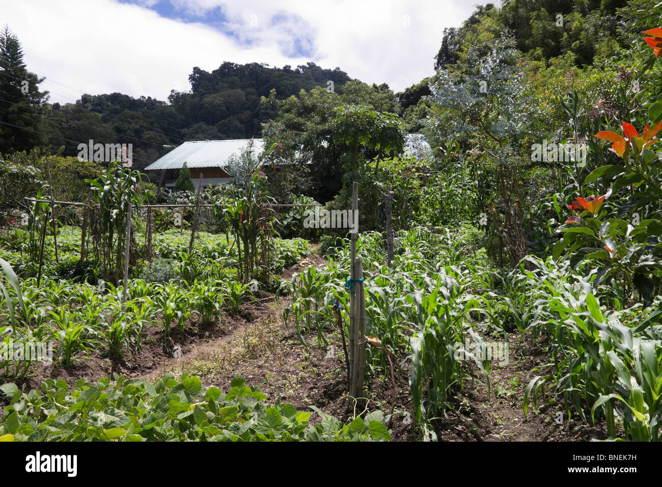 Crops growing in the backyard. Cerro Punta, Province of Chiriqui ...