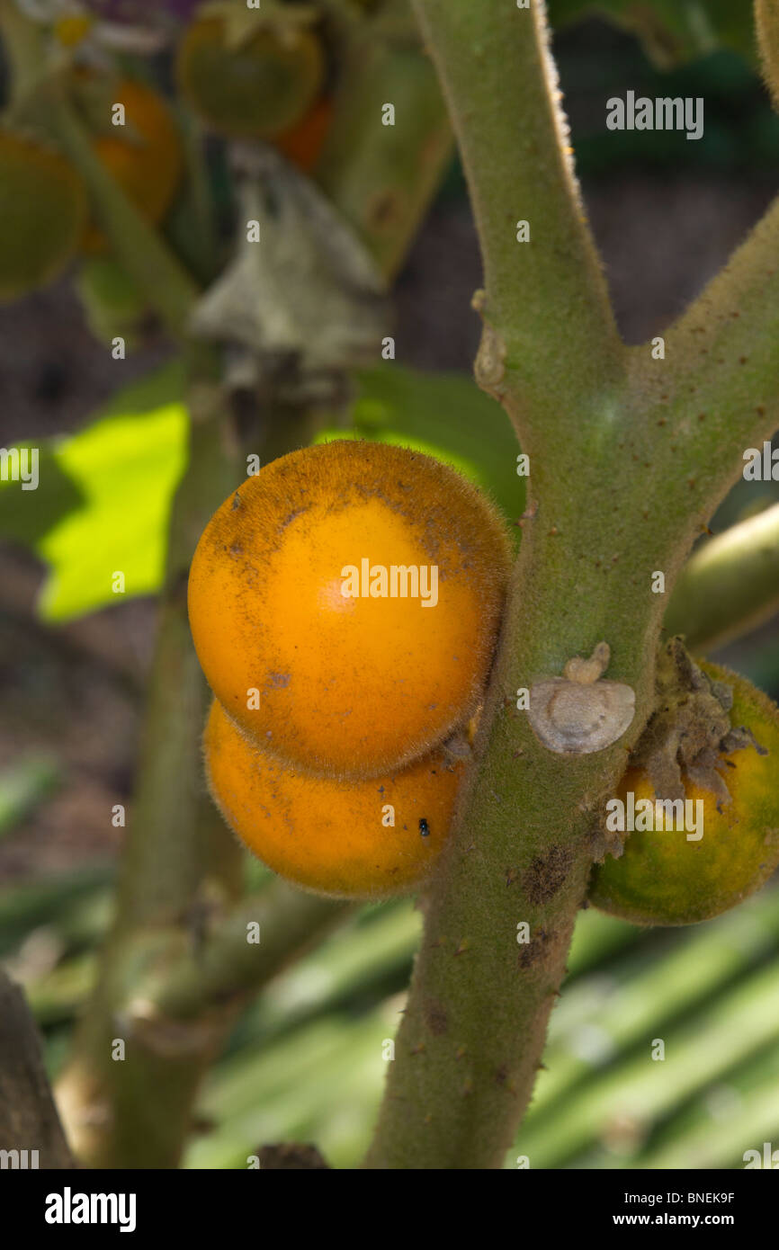 Naranjilla, Solanum quitoense Stock Photo - Alamy