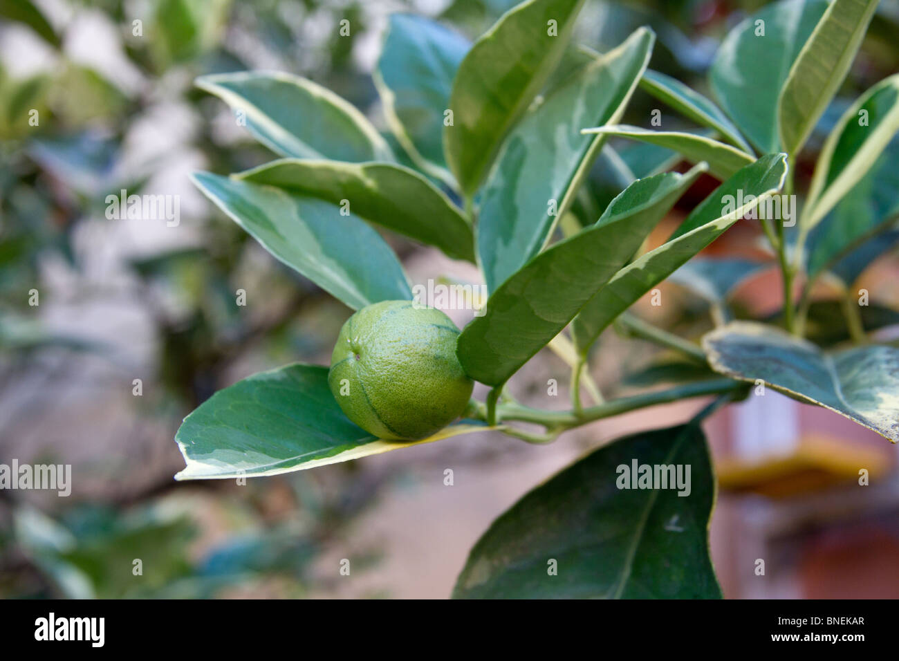 Variegated orange citrus sinensis hi-res stock photography and images ...