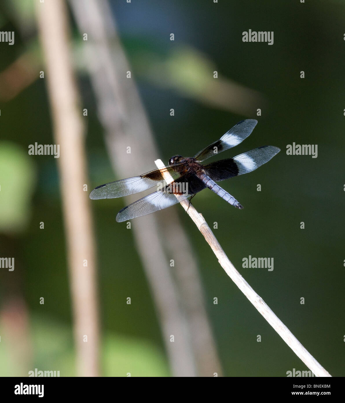 Anisoptera hi-res stock photography and images - Alamy