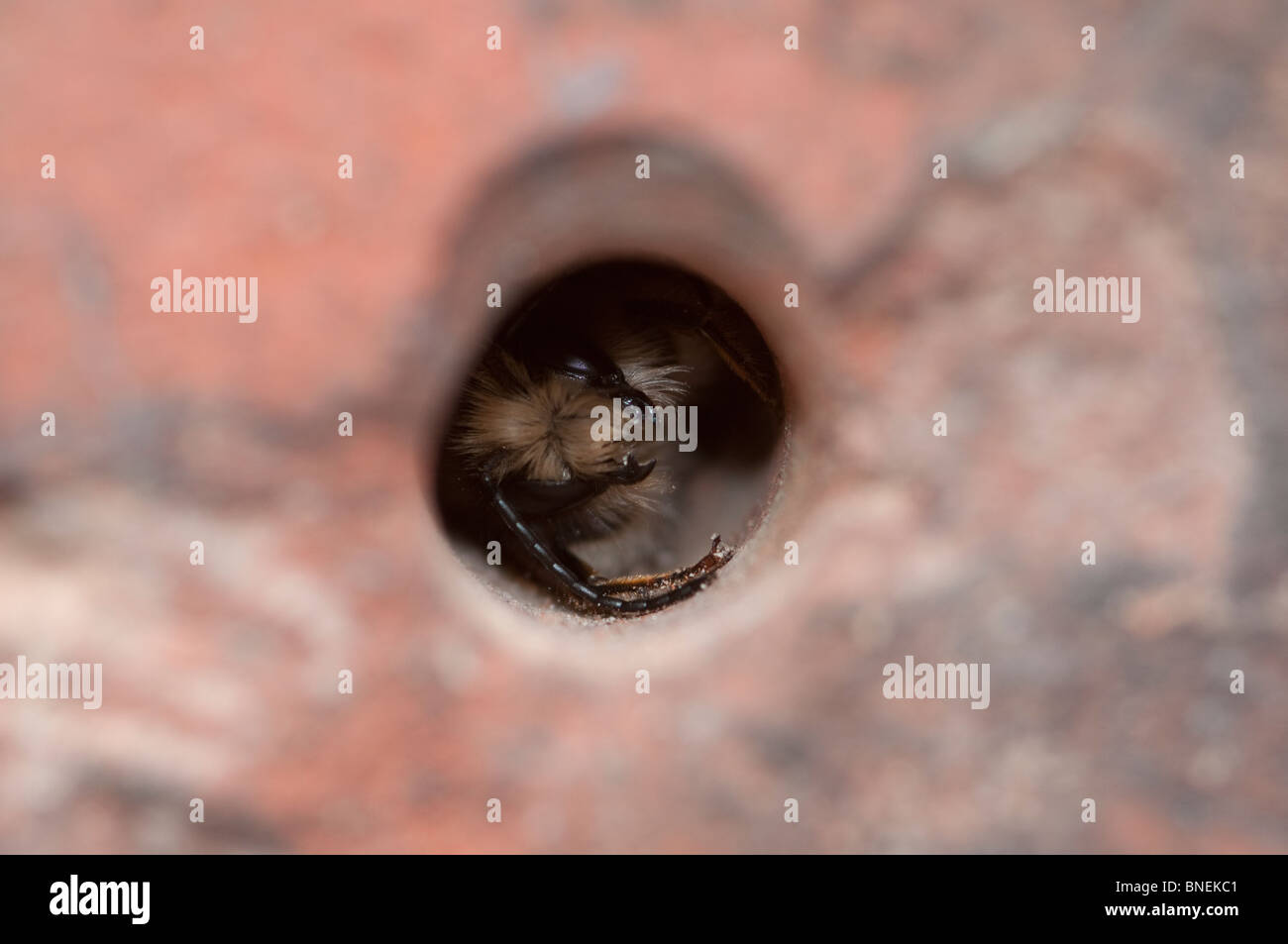 Red Mason Bee taking advantage of a hole previously made in brickwork ...