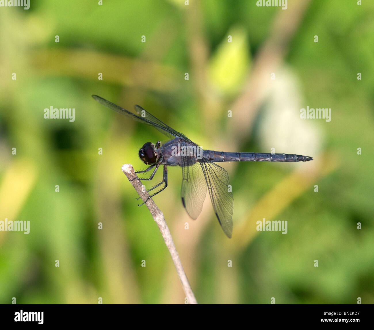 Anisoptera hi-res stock photography and images - Alamy