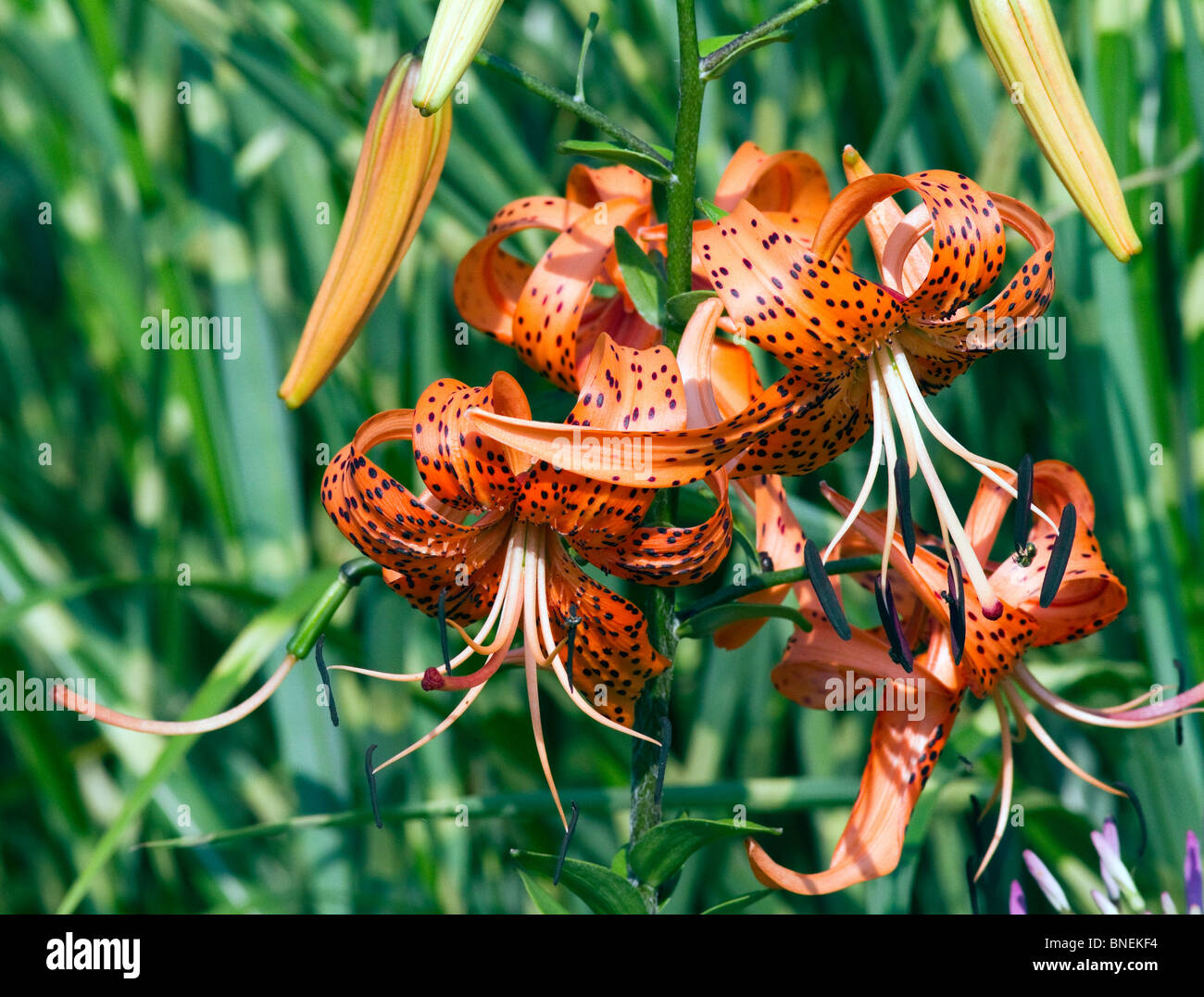 Tiger lily Lilium tiginum Liliaceae bright orange Stock Photo - Alamy