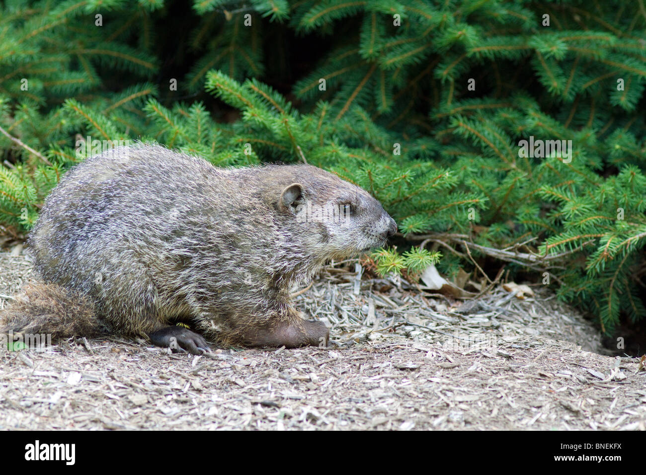 Groundhog burrow usa hi-res stock photography and images - Alamy