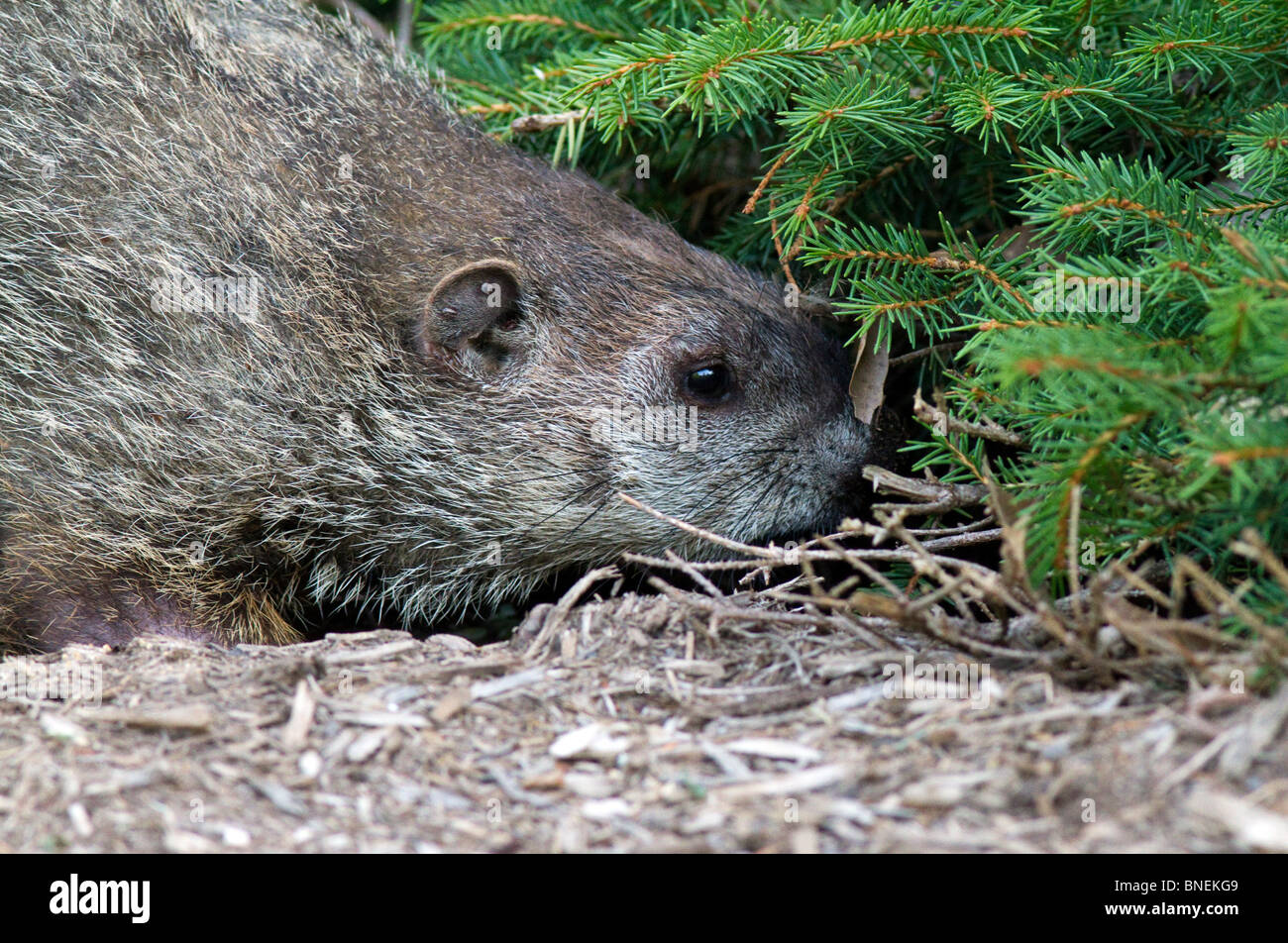 Groundhog burrow usa hi-res stock photography and images - Alamy