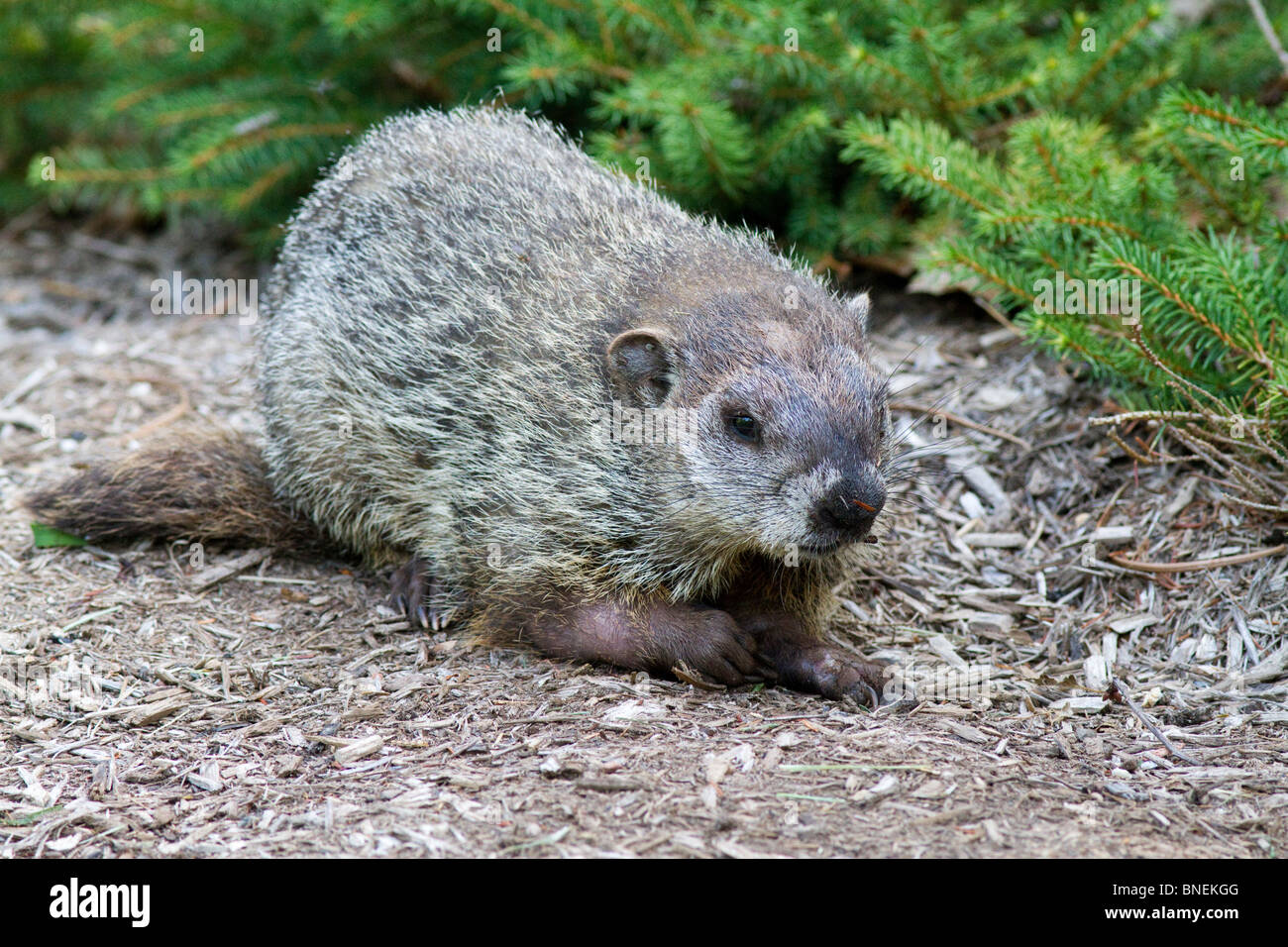 Groundhog burrow usa hi-res stock photography and images - Alamy