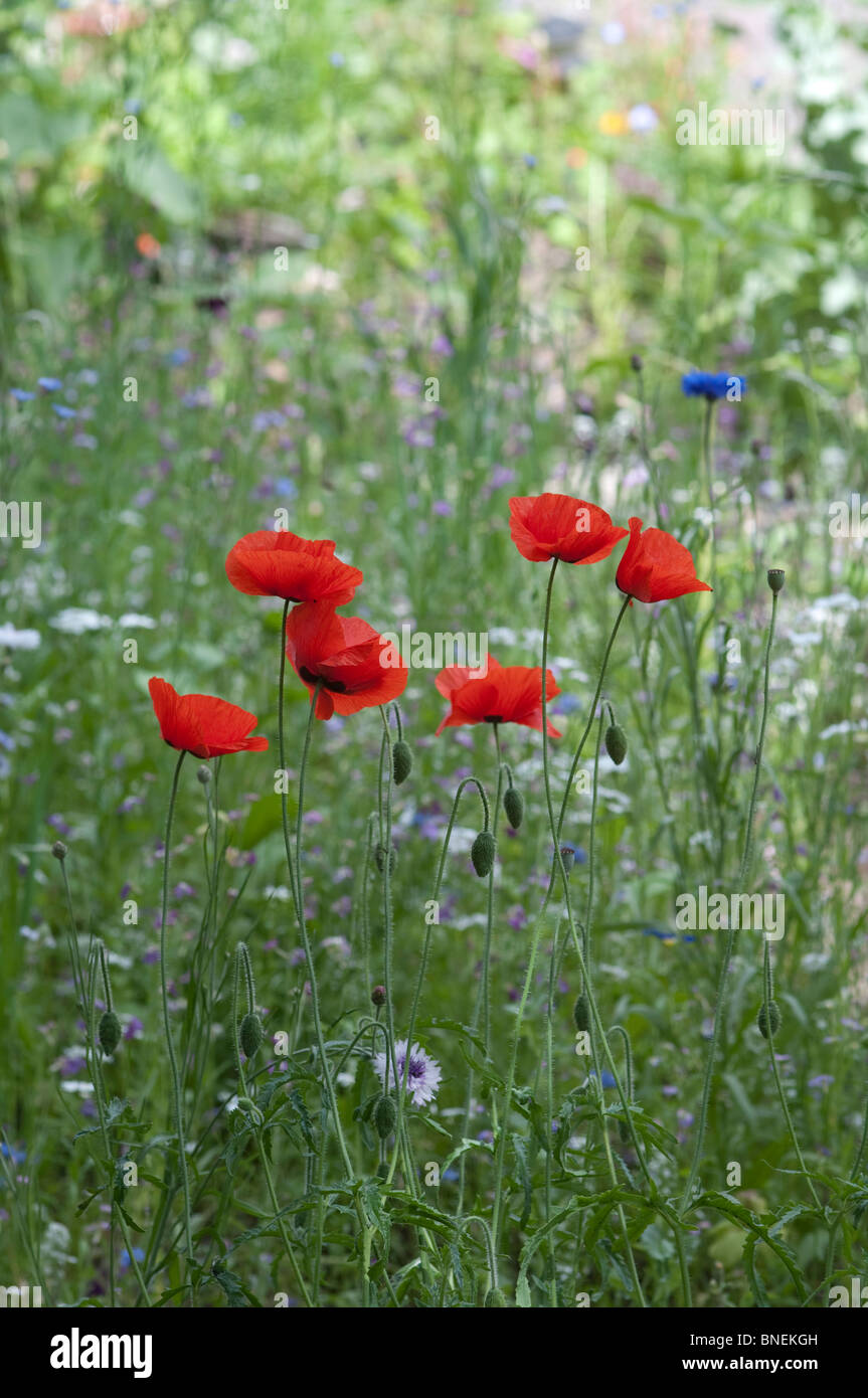 Common poppy wild flower meadow hi-res stock photography and images - Alamy