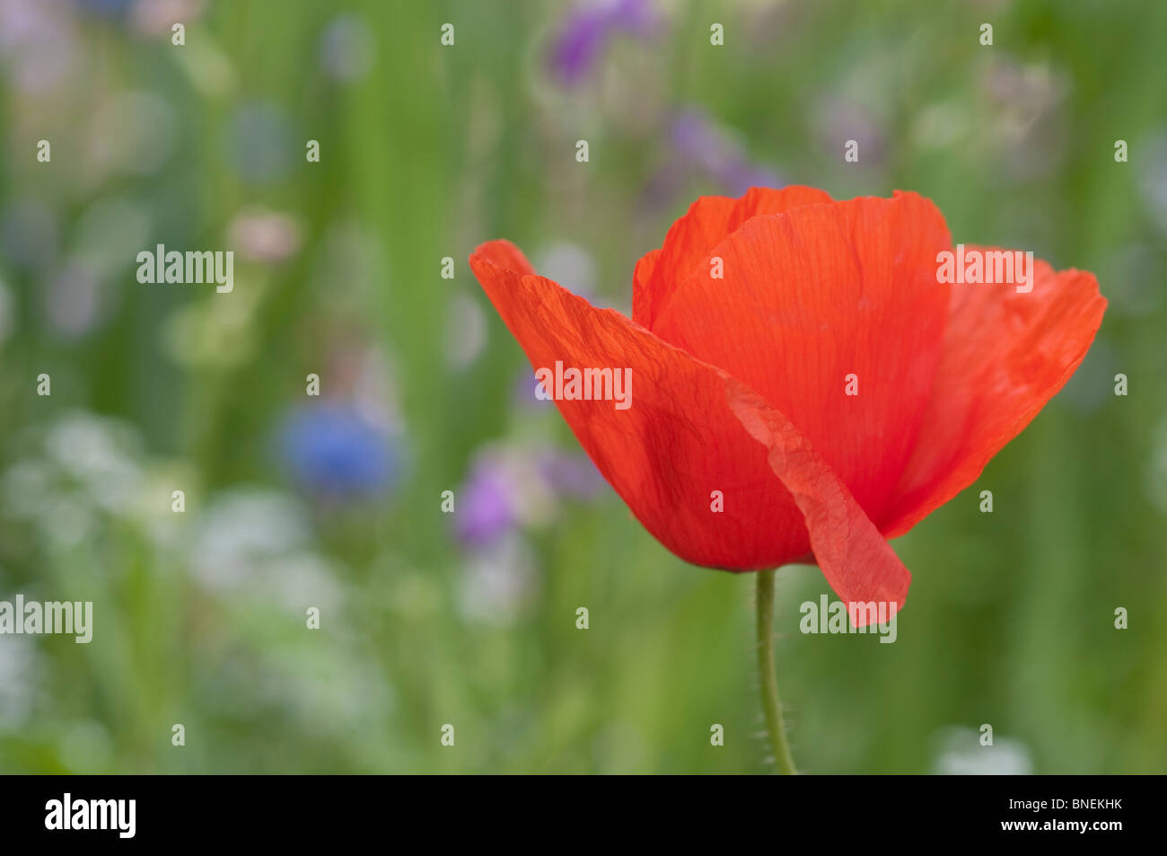 Single Poppy, with wild flower meadow in background Stock Photo - Alamy