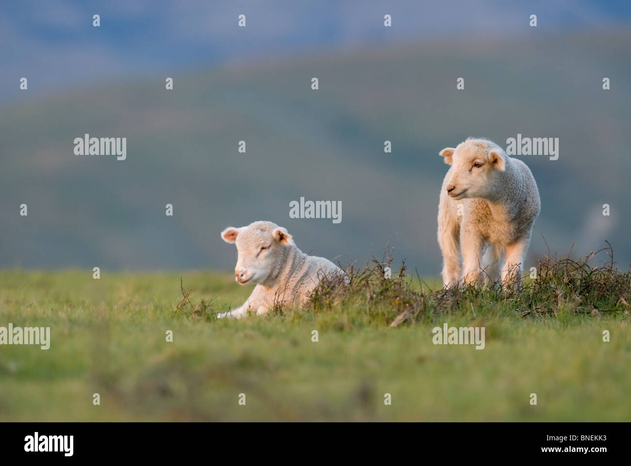 New Zealand Lamb High Resolution Stock Photography and Images - Alamy