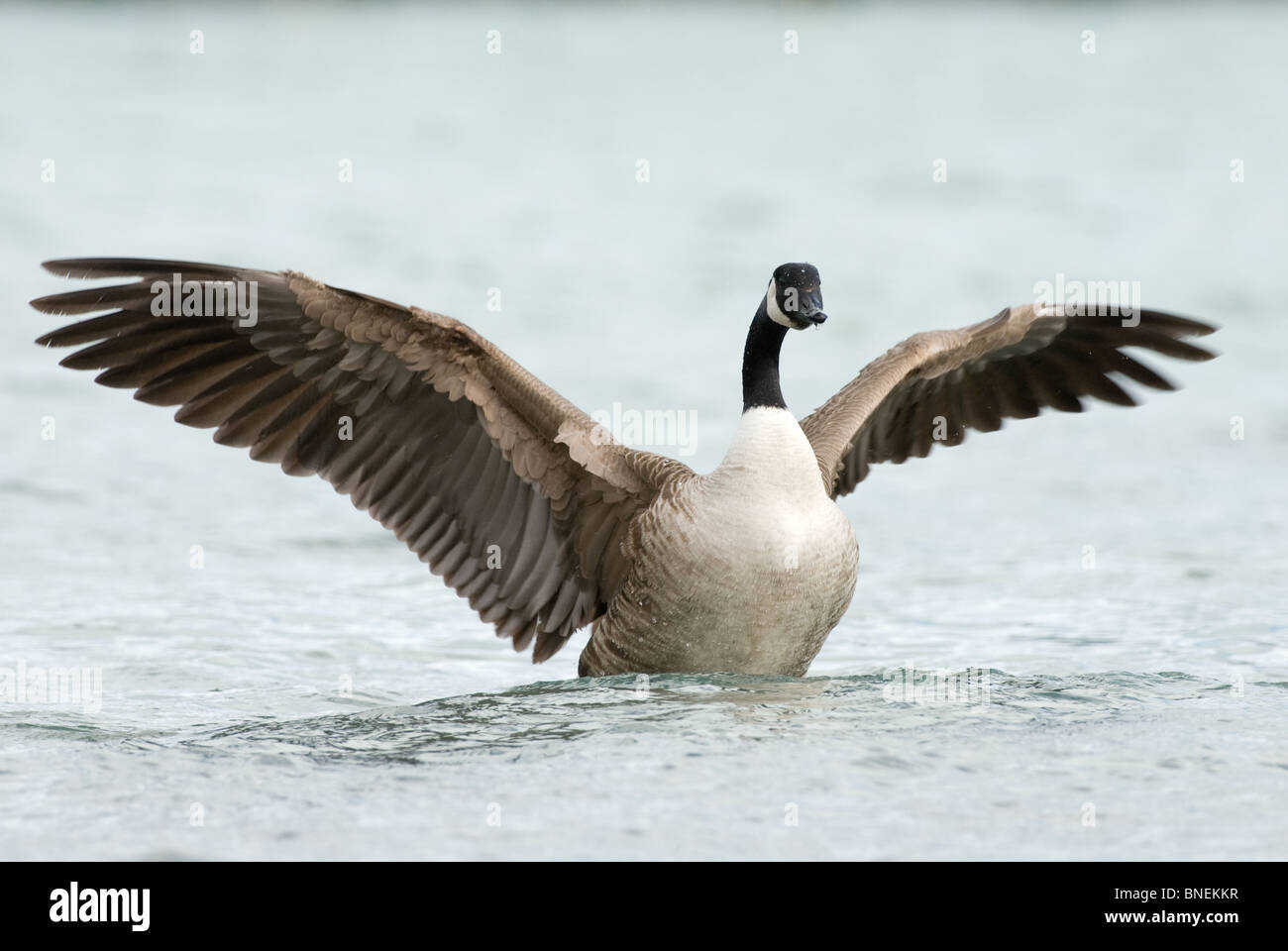 Branta canadensis wildfowl hi-res stock photography and images - Alamy