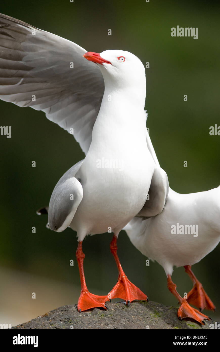 Red-billed Gulls Chroicocephalus scopulinus Stock Photo - Alamy