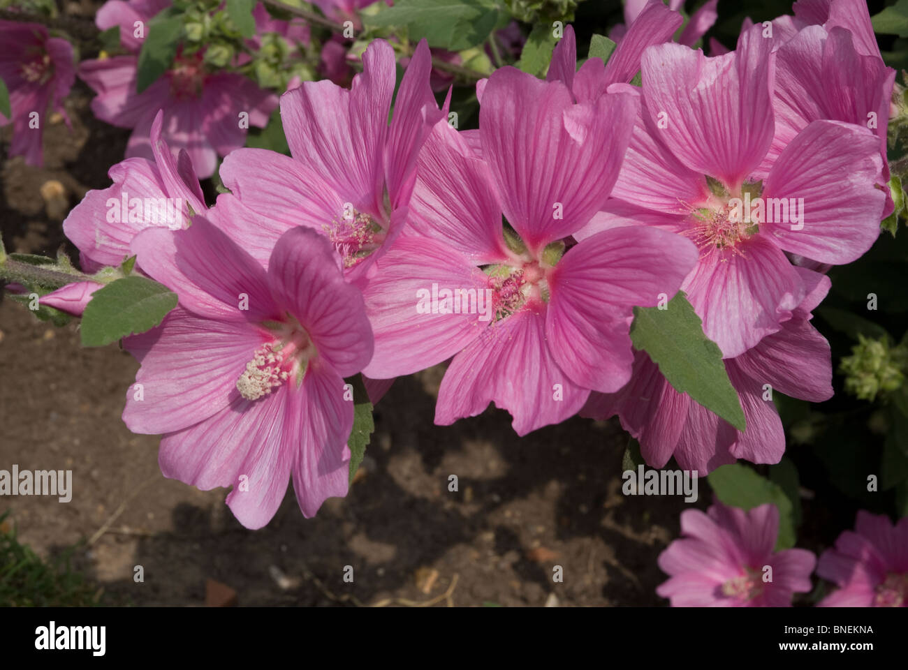 marsh mallow Kew Surrey England UK Stock Photo - Alamy