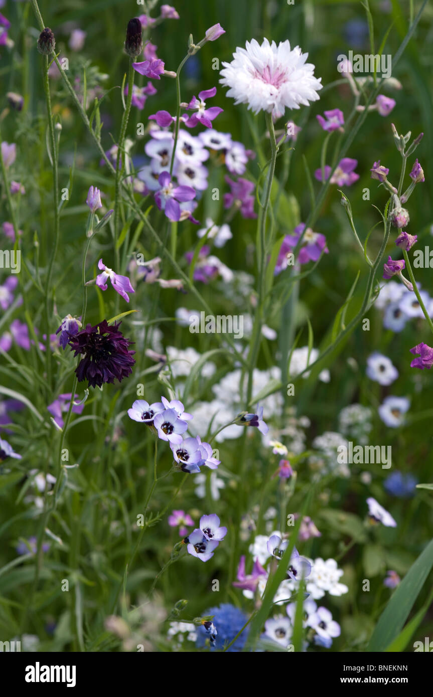 Wildflower meadow area of a small garden Stock Photo - Alamy