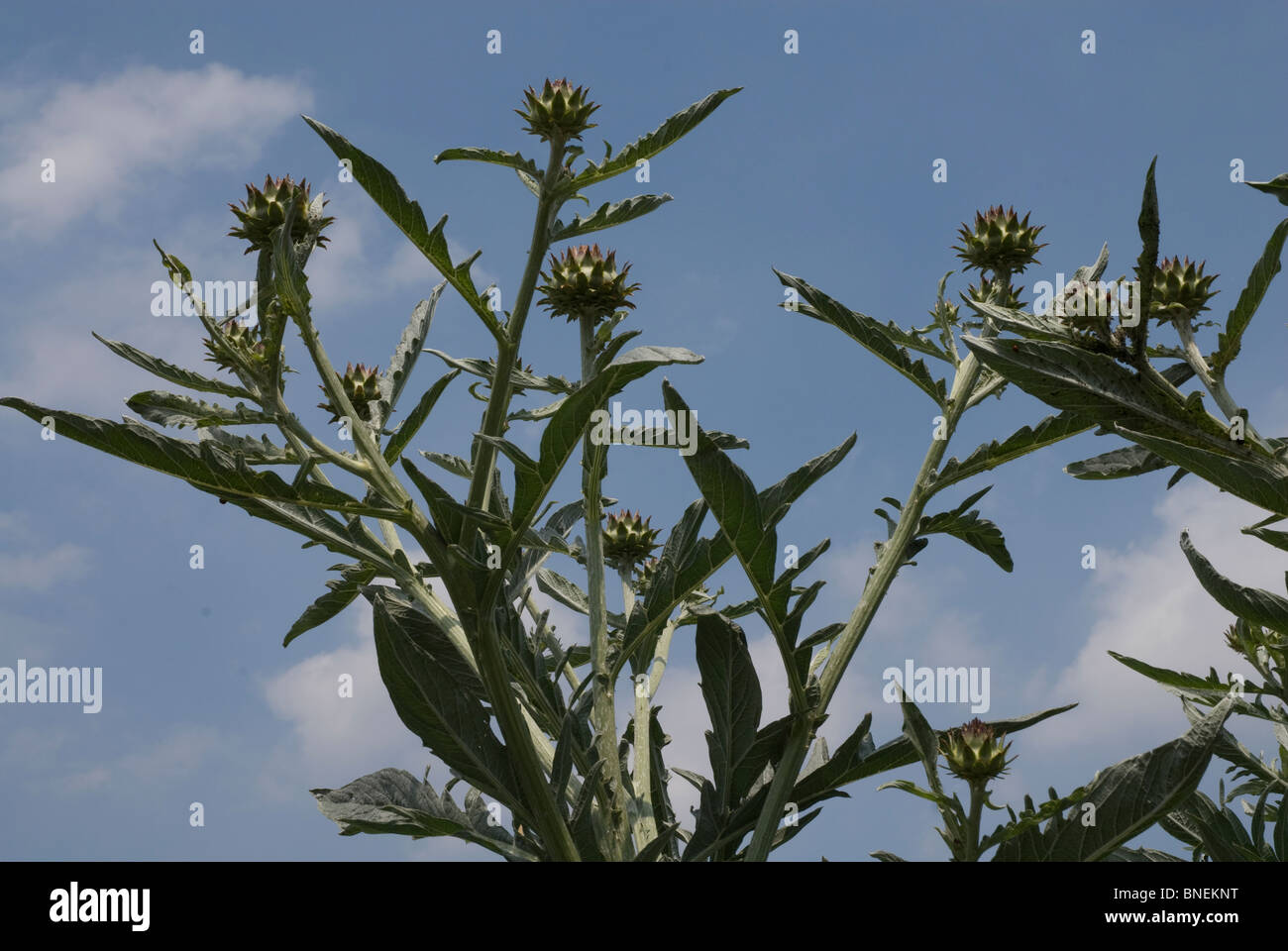Cardoon cynara cardunculus hi-res stock photography and images - Alamy
