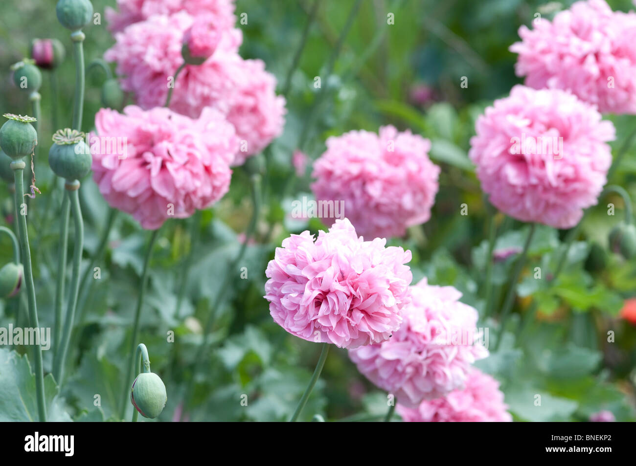 Peony poppy hi-res stock photography and images - Alamy