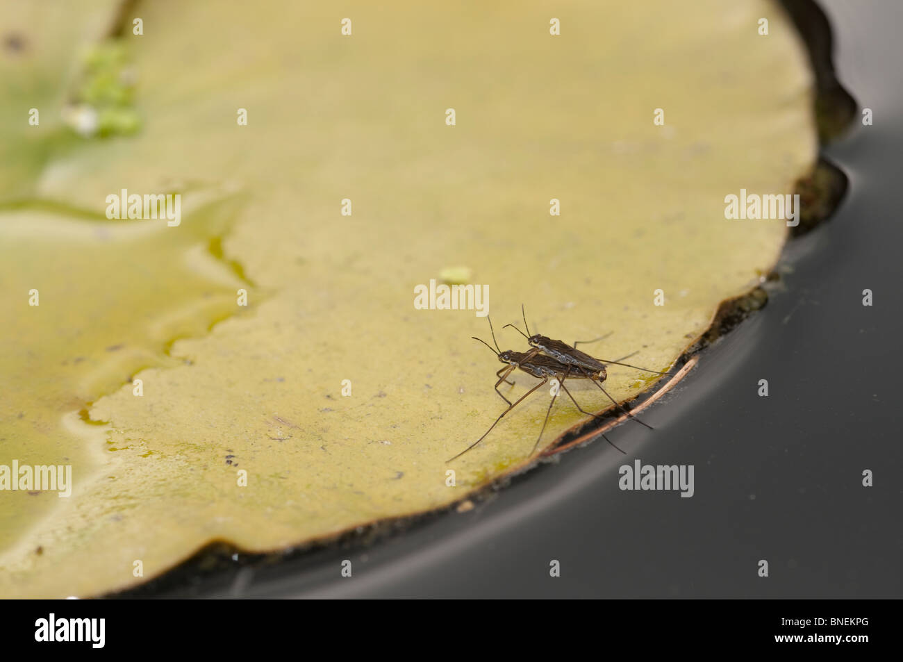Water Strider Life Cycle