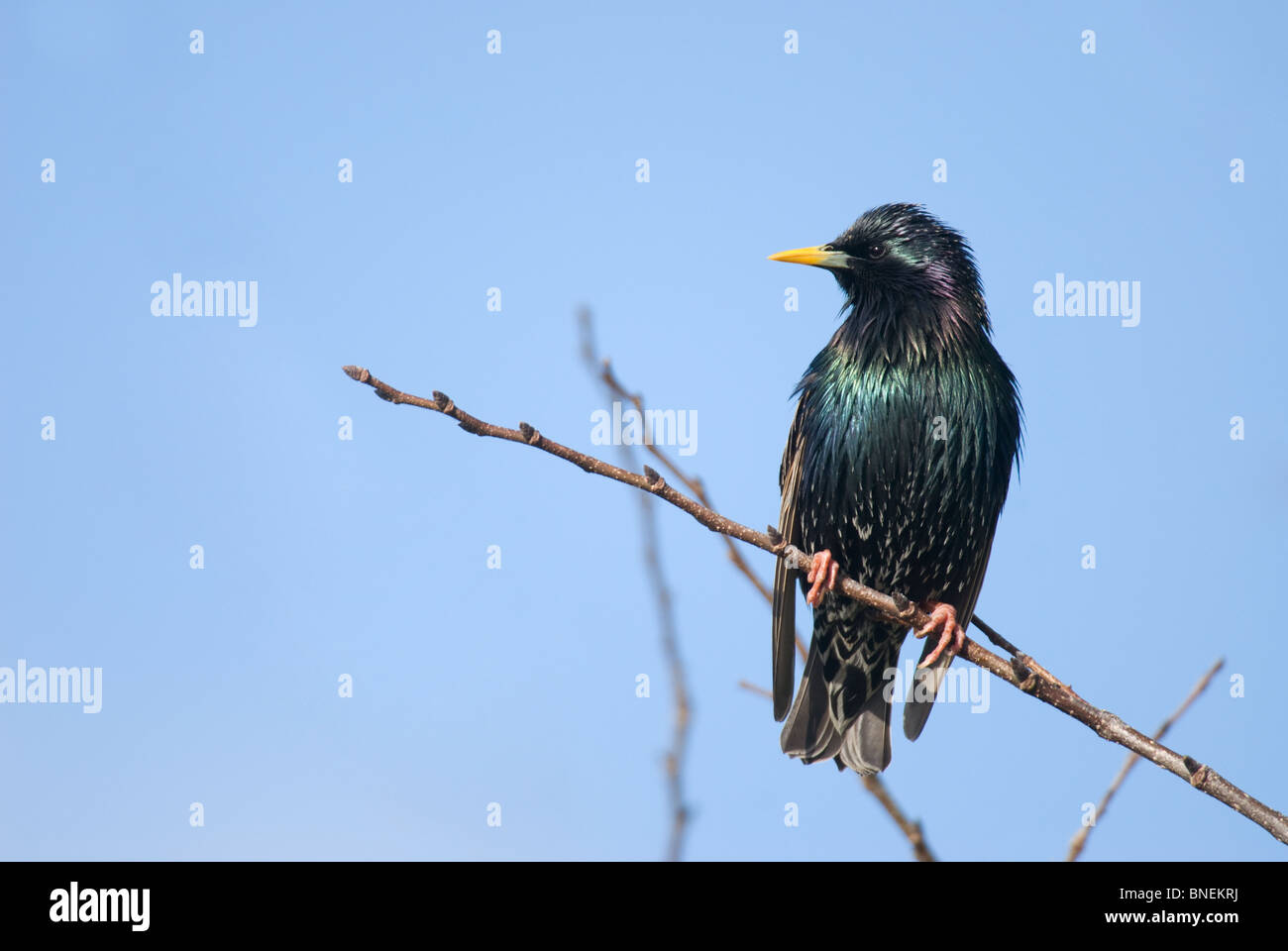 Sturnus vulgaris adult hi-res stock photography and images - Alamy