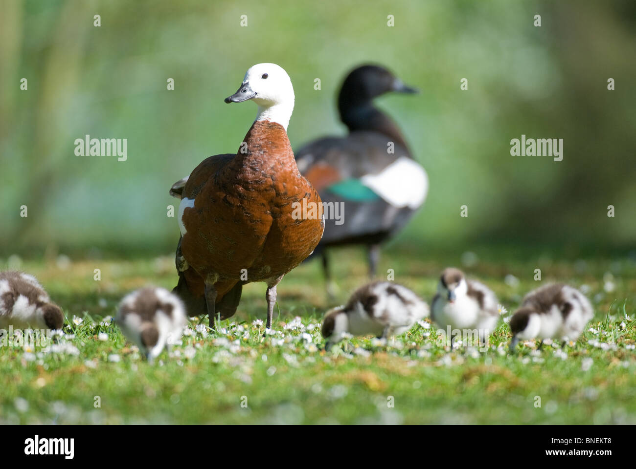 Paradise duck duckling hi-res stock photography and images - Alamy
