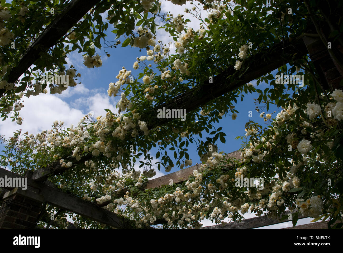 Rose pergola hi-res stock photography and images - Alamy