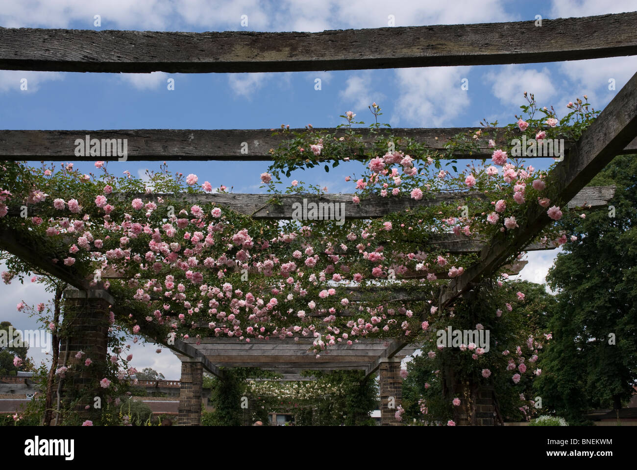 Wooden rose pergola hi-res stock photography and images - Alamy