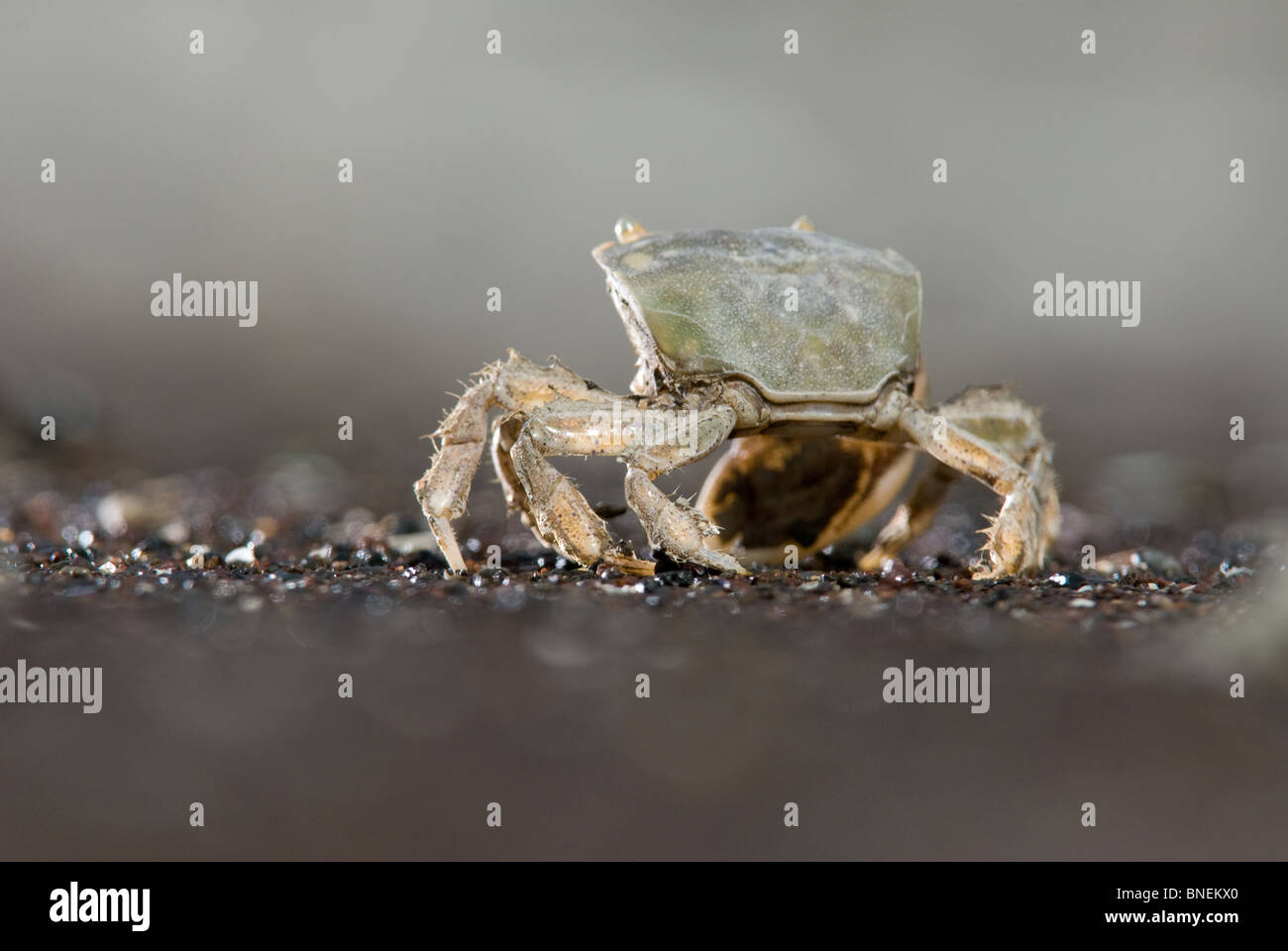 Brown shore crab hi-res stock photography and images - Alamy