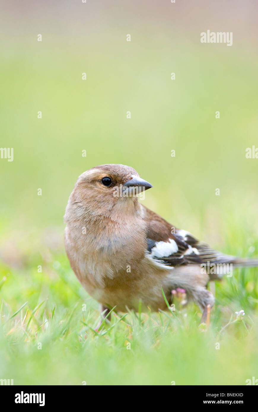 Female chaffinch hi-res stock photography and images - Alamy