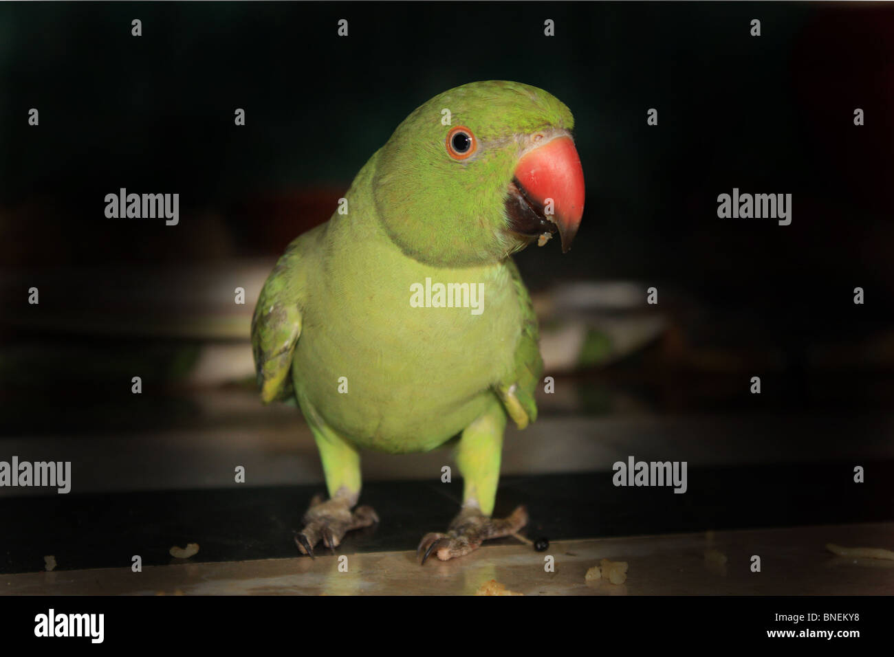 Monk parrot hi-res stock photography and images - Alamy