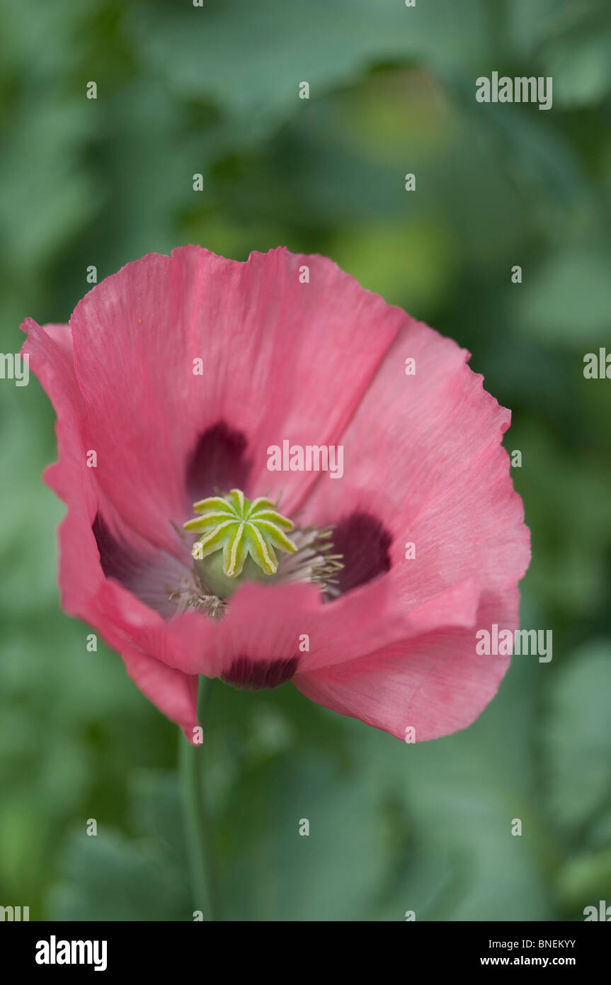 Close up of an Oriental Poppy Stock Photo - Alamy