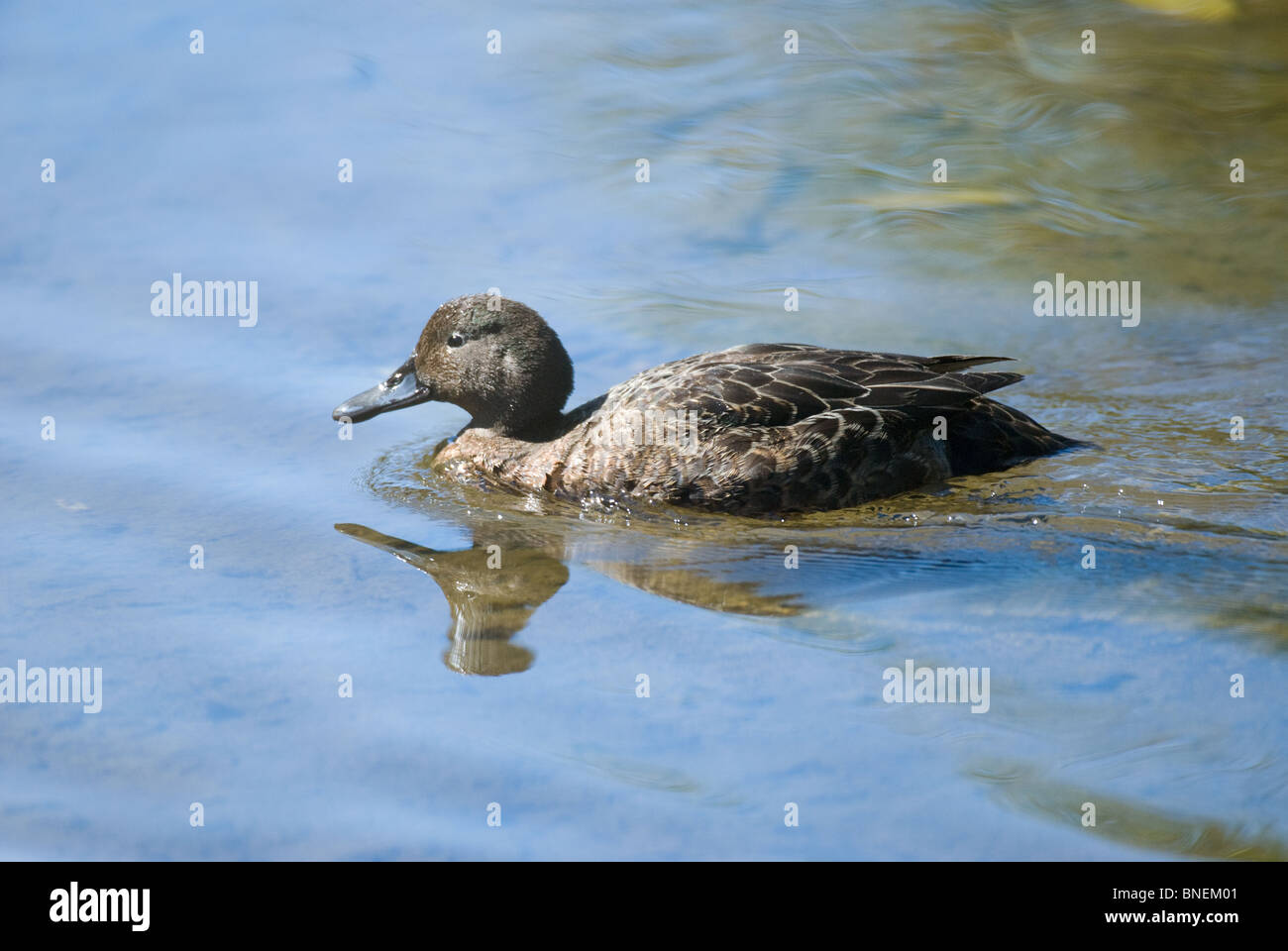 Brown Teal Anas chlorotis Stock Photo - Alamy