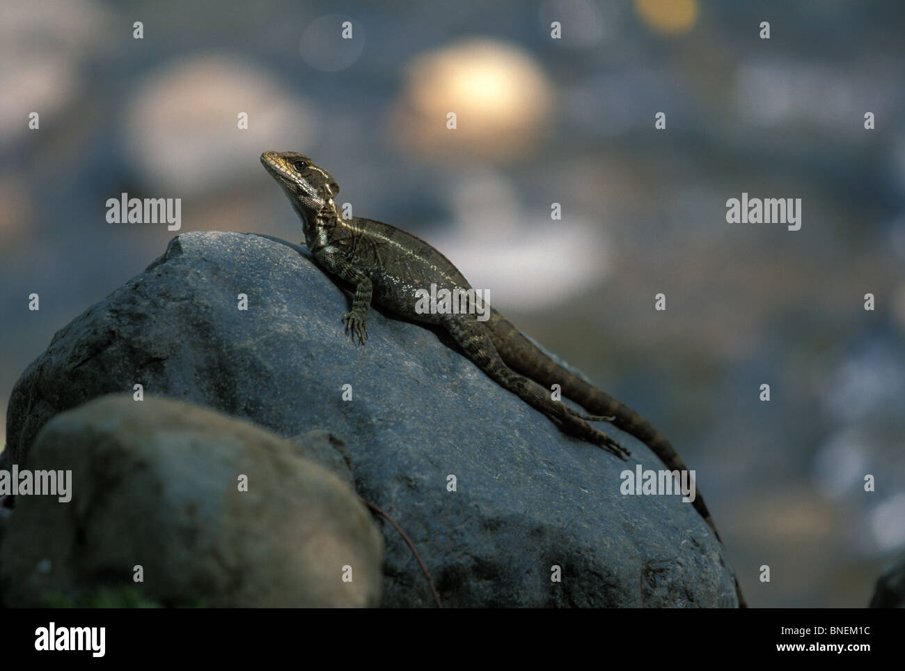 An adult female Common Basilisk (Basiliscus basiliscus) resting on a ...