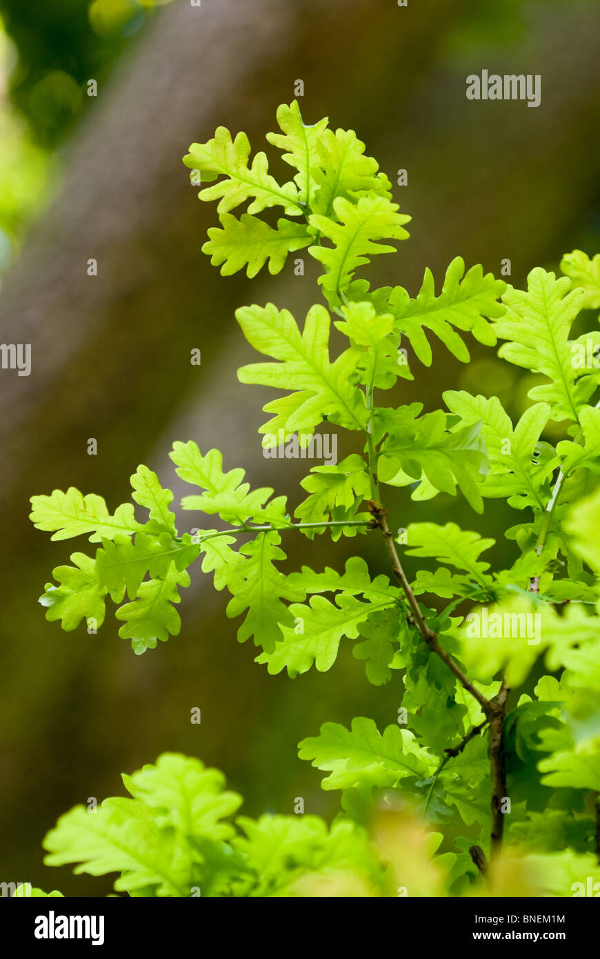 New zealand oak hi-res stock photography and images - Alamy
