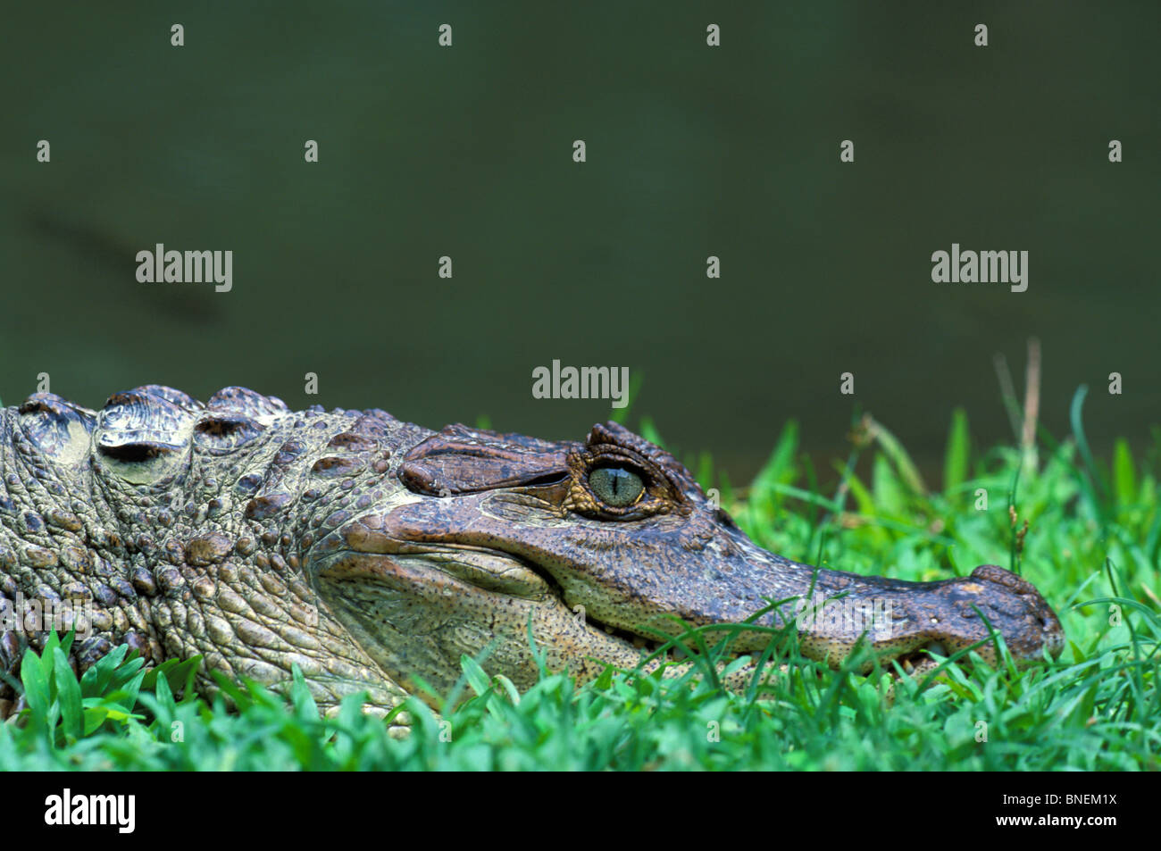 An apparently smiling Common Caiman (Caiman crocodilus) on a patch of ...