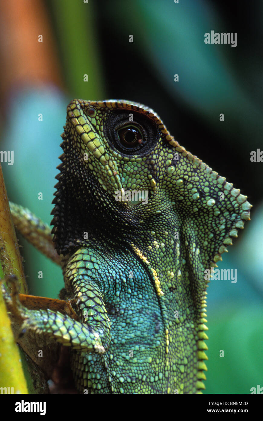 Close-up of a Helmeted Basilisk (Corytophanes cristatus) in Golfito ...