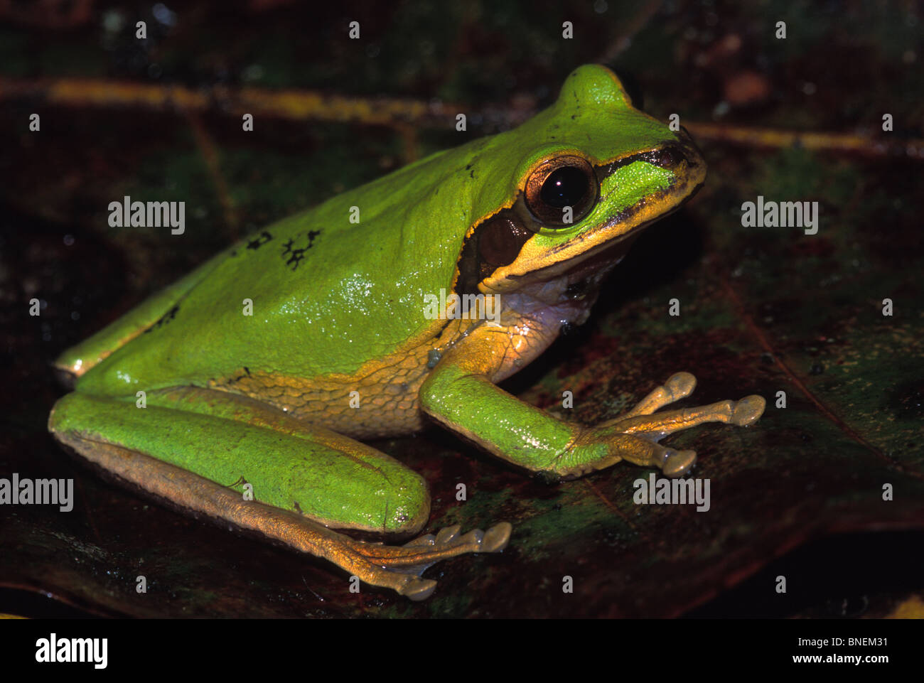 A Masked Treefrog (Smilisca phaeota) on a leaf in Piedras Blancas ...