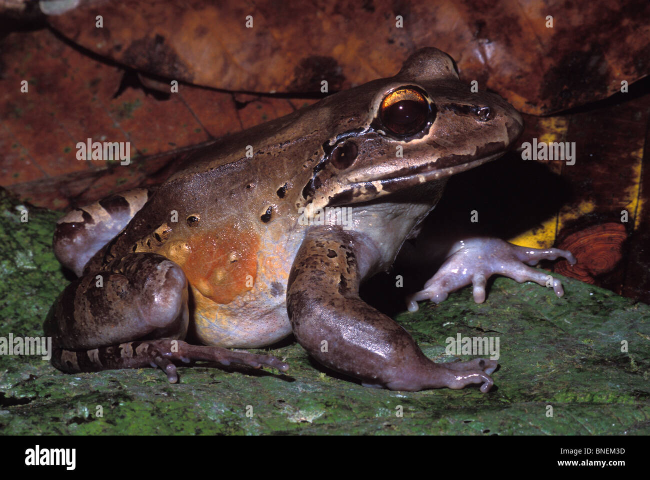 A huge Smokey Jungle Frog (Leptodactylus pentadactylus) sitting in leaf ...