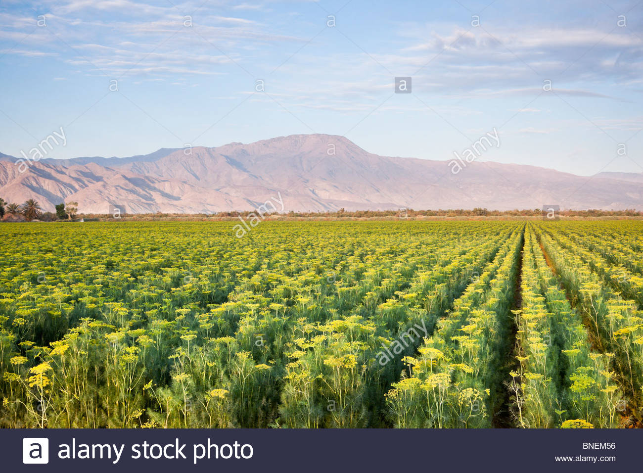 Thermal Fields High Resolution Stock Photography and Images - Alamy