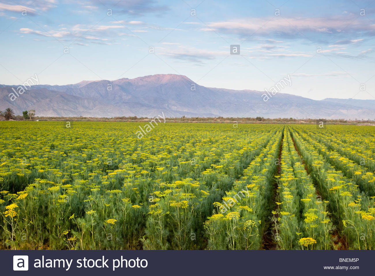 Farms Field California High Resolution Stock Photography and Images - Alamy