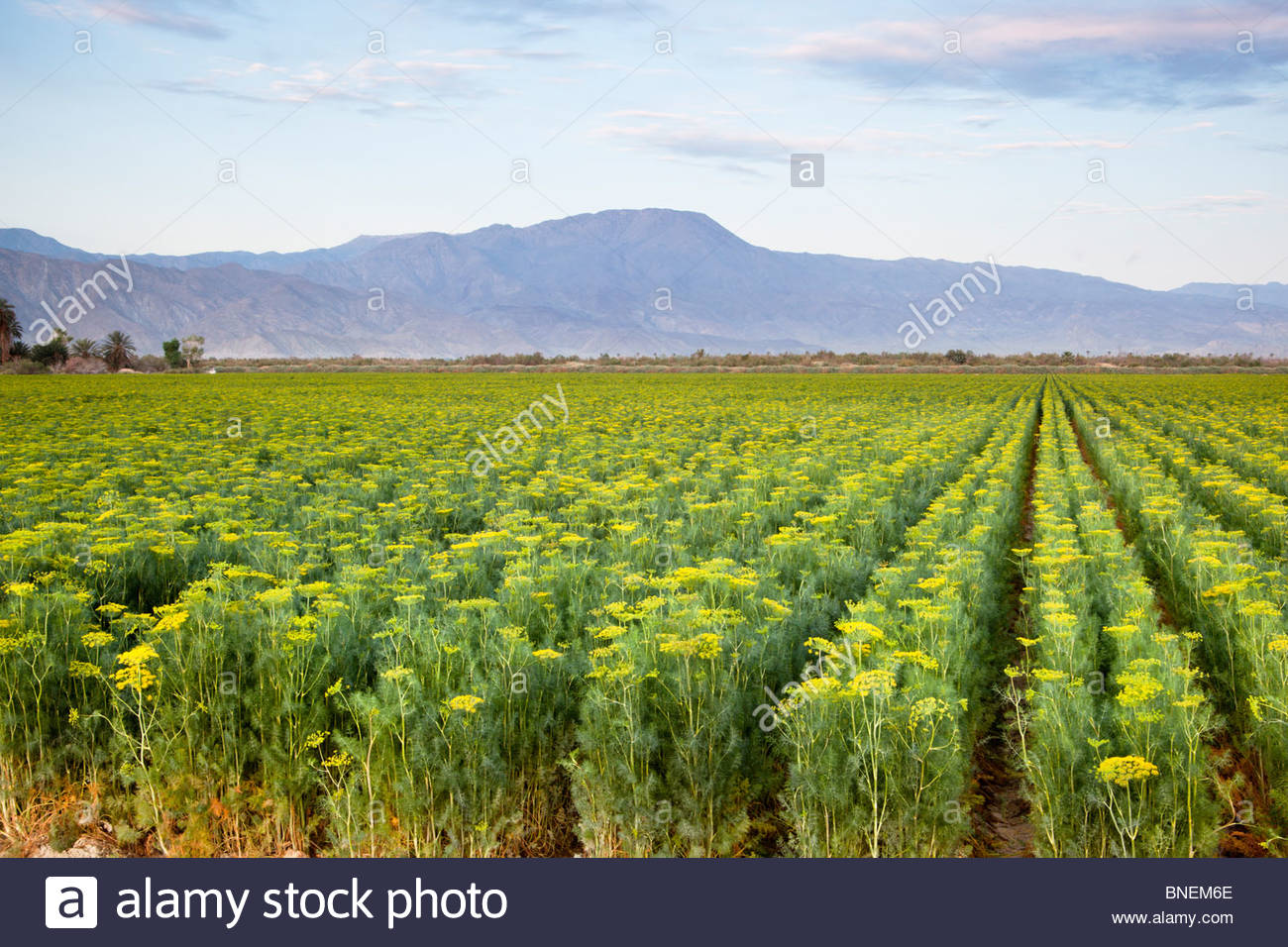 Farms Field California High Resolution Stock Photography and Images - Alamy